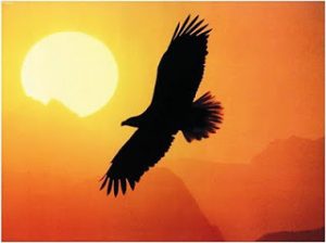 Sognare "un Aquila", "Alto e Basso", Volare: numerologia e significato ...