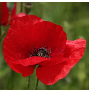 Papavero "Papaver rhoeas" - Notizie In Vetrina