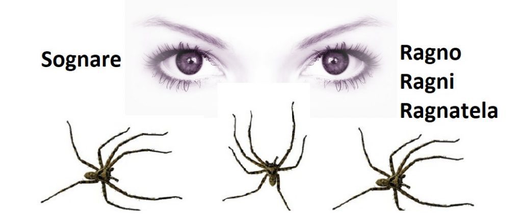 Sognare un ragno: significato, simboli e numeri da giocare - Notizie In ...