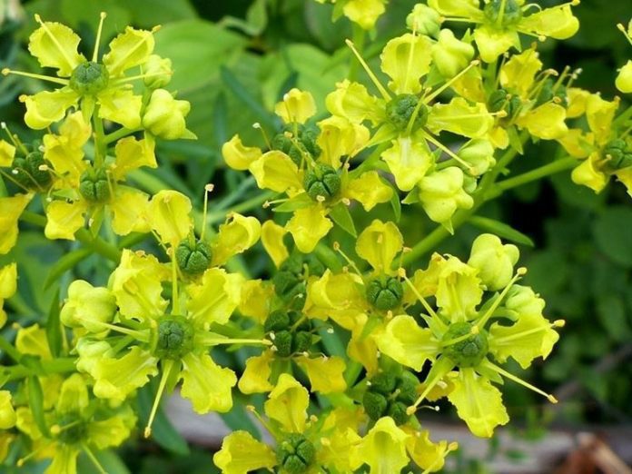 Ruta o Ruta graveolens fitoterapica aromatizzante liquori - Notizie In ...