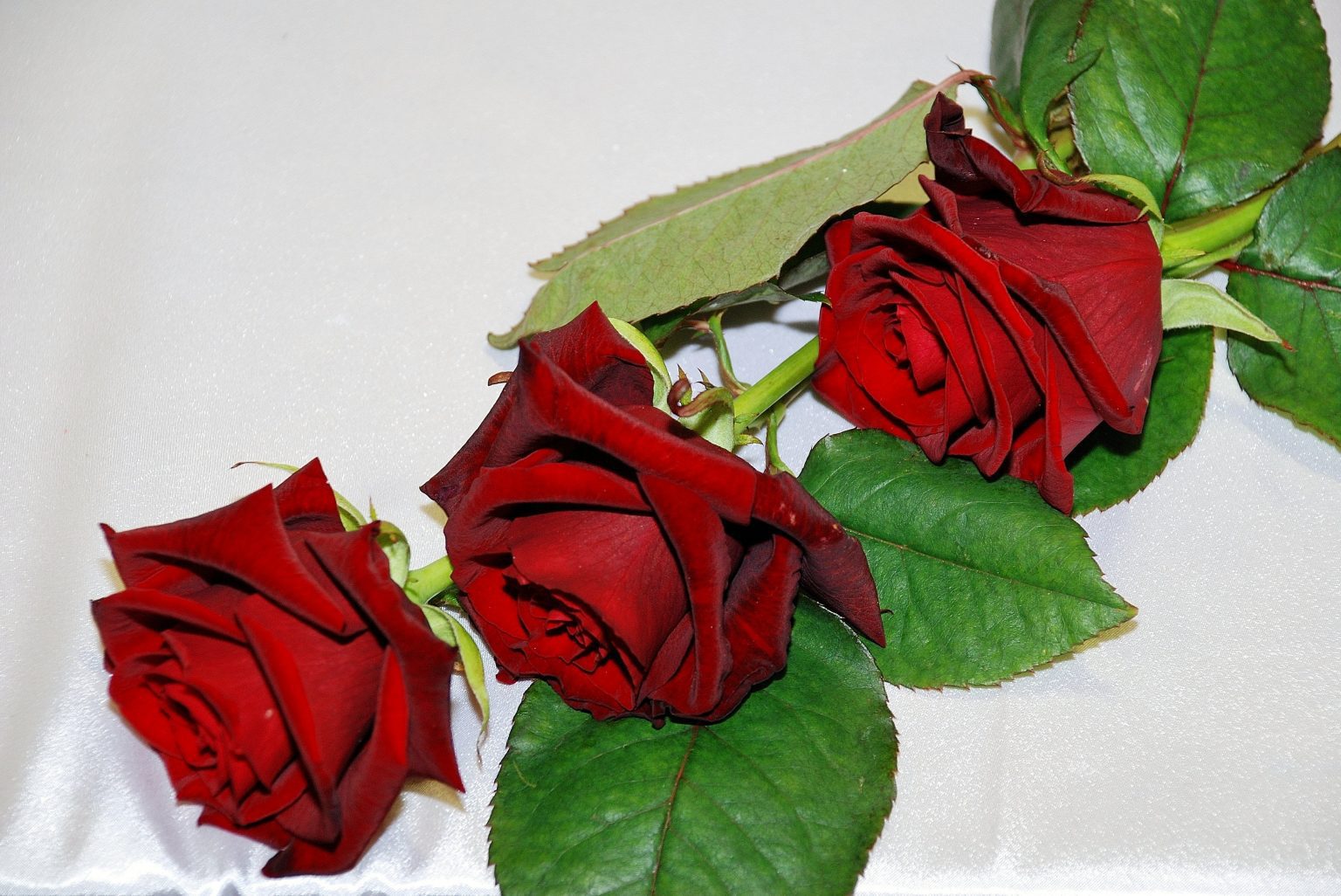 Bouquet di rose rosse e rose stabilizzate - Notizie In Vetrina