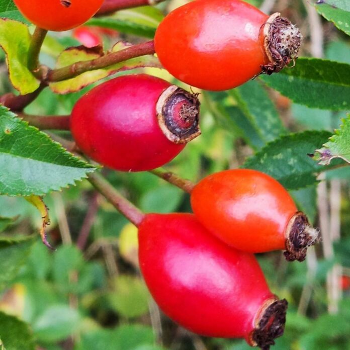 Bacche autunnali da raccogliere: Ginepro, Rosa canina e Crespino ...