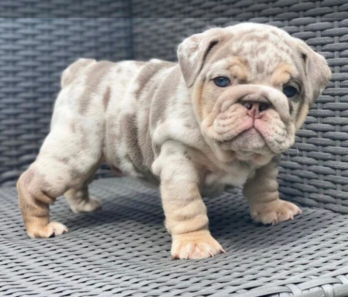 Bulldog francese, bulldog francese blu e bulldog inglese: carattere ...