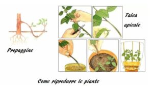 Come riprodurre i gerani: talea geranio - Notizie In Vetrina