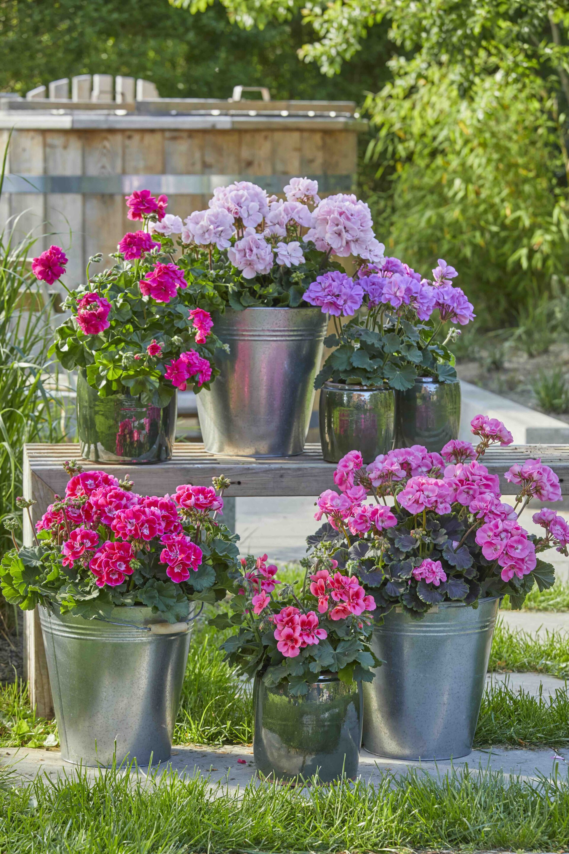 Gerani: 3 trucchi per scegliere e coltivare i fiori della bella ...