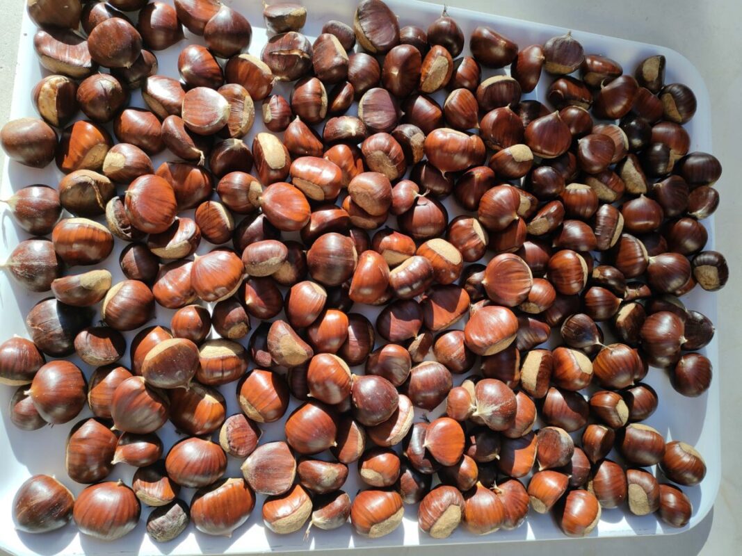 Come trattare le castagne per eliminare i vermi e 8 ricette - Notizie ...