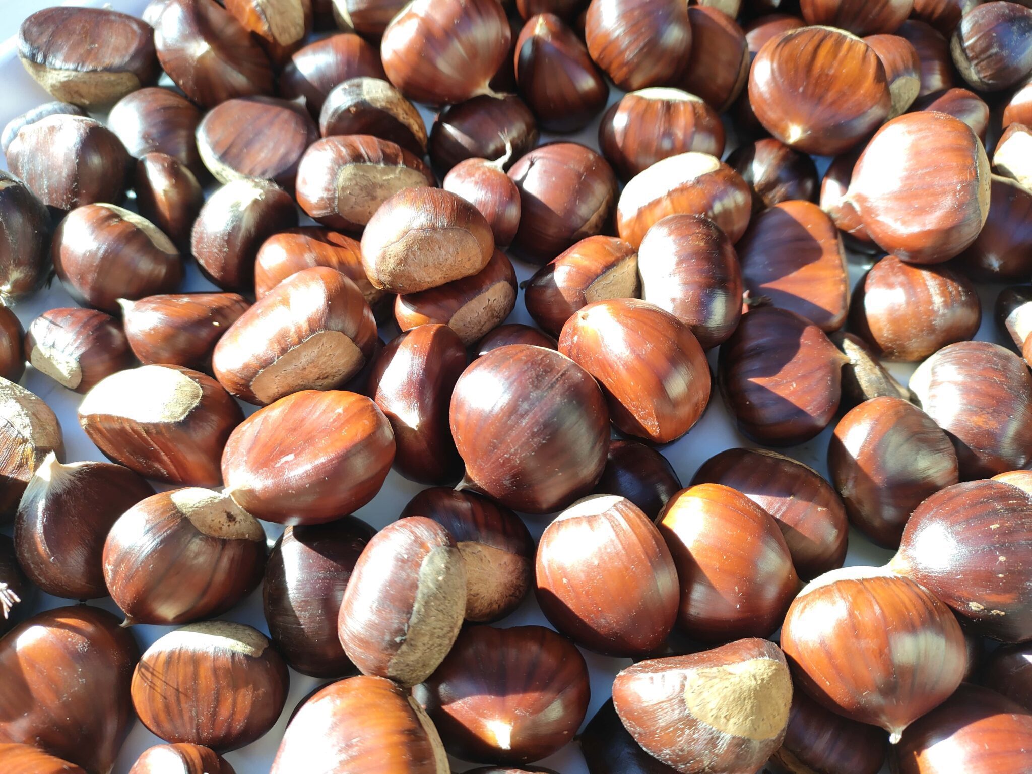 Come trattare le castagne per eliminare i vermi e 8 ricette - Notizie ...