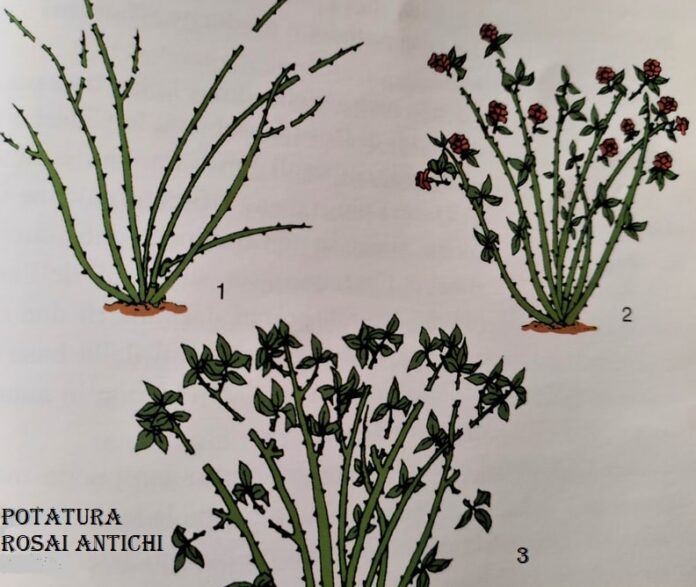 Come e quando potare le rose e gli arbusti, 11 tecniche di base ...